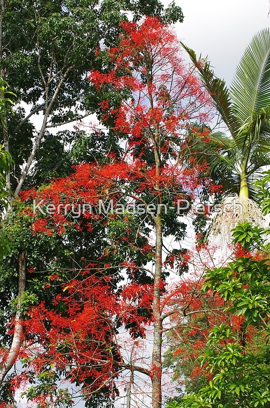 "Nature's Own, Christmas Time ~ Illawarra flame tree (Brachychiton ...