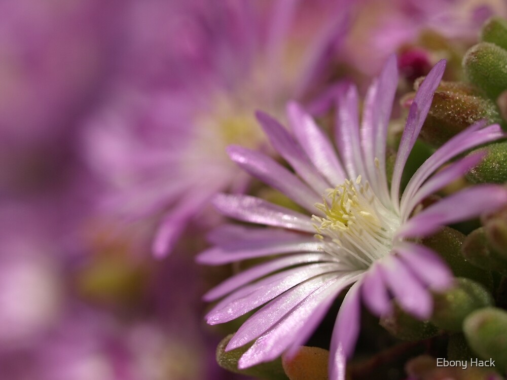 "Pink succulent 'daisy' flowers" by Ebony Hack | Redbubble