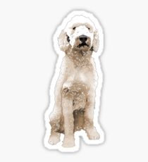 Labradoodle: Stickers | Redbubble