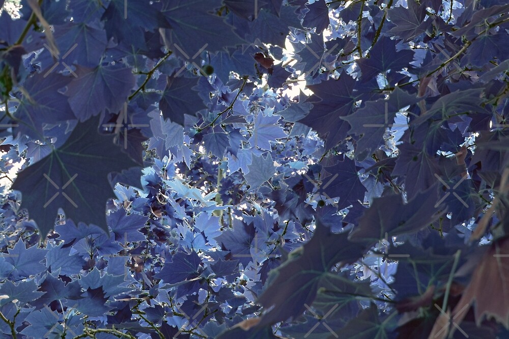 "Blue Maple Tree Leaves" by BiscuitSnack | Redbubble
