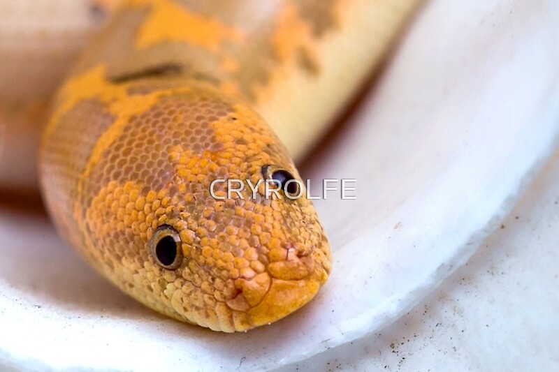 "KENYAN SAND BOA FACE" by CRYROLFE | Redbubble