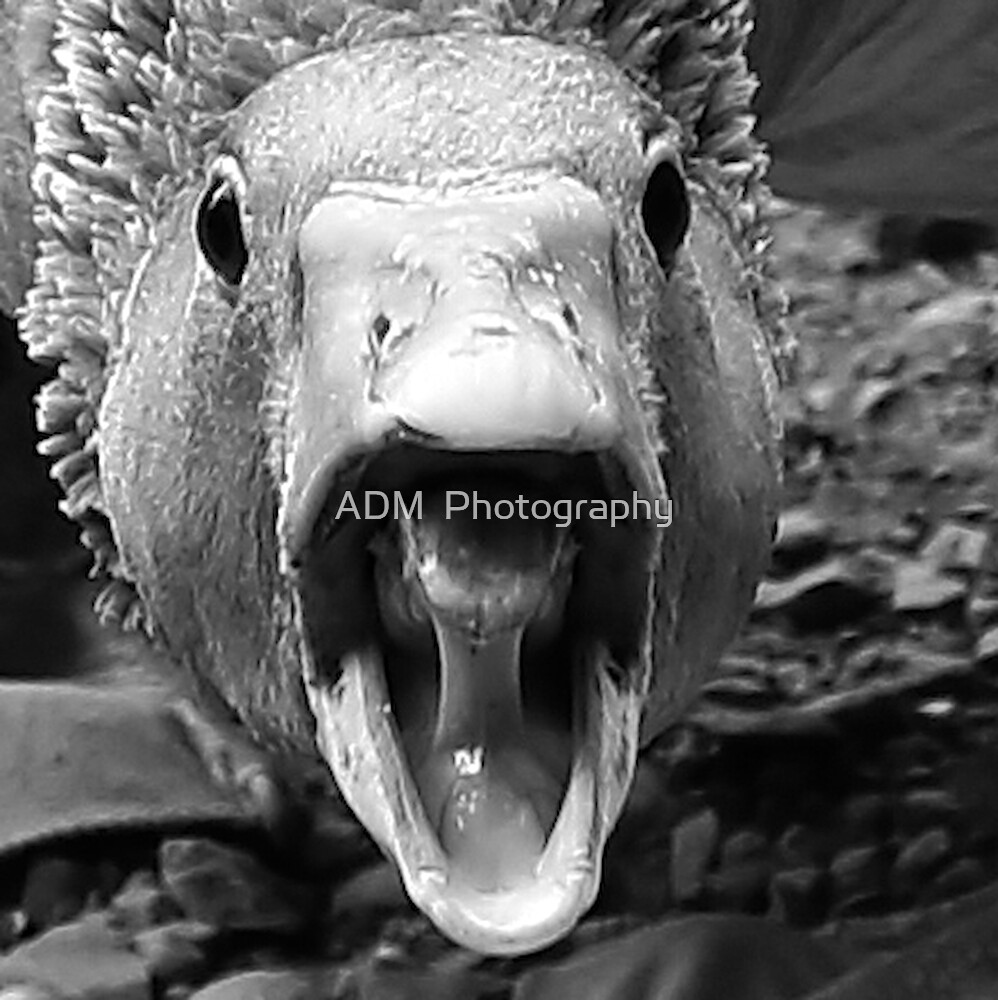 "B\W Angry Goose" by ADM Photography | Redbubble