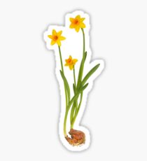 Daffodil Stickers | Redbubble