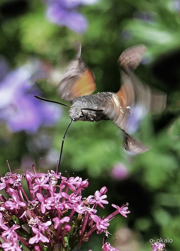 "New Finition r1625/ THE BEST Beautiful Photos THE SPHINX (butterfly ...