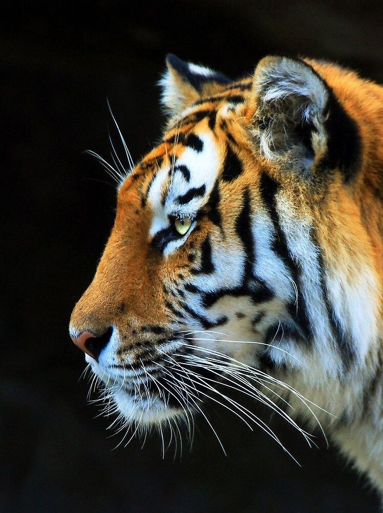 "Tiger bye " by Frankmurray | Redbubble