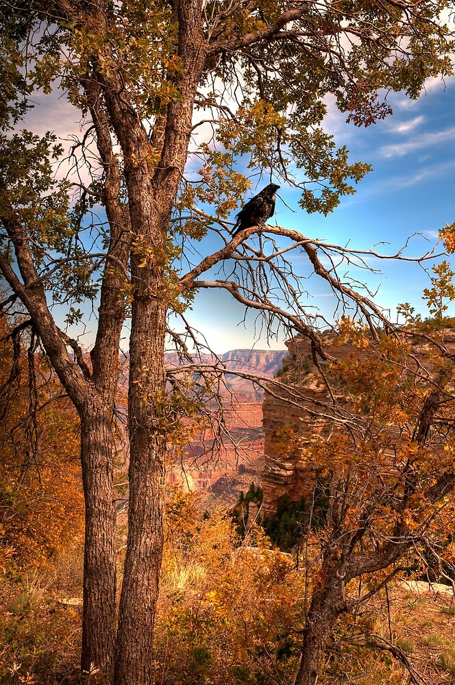 "A Young Raven In Autumn At The Grand Canyon" by K D Graves Photography ...