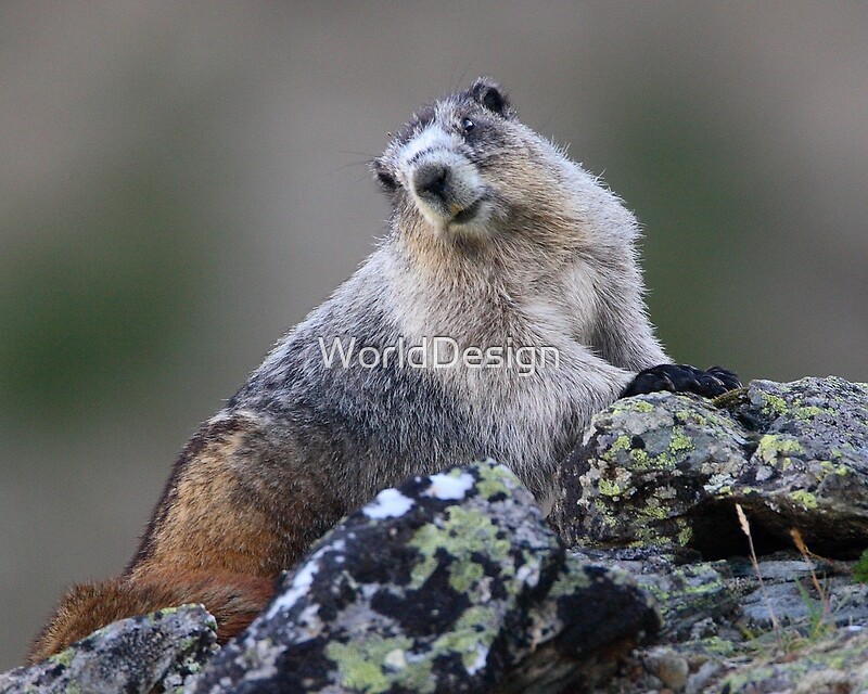 "Alaska Marmot Portrait" by WorldDesign | Redbubble