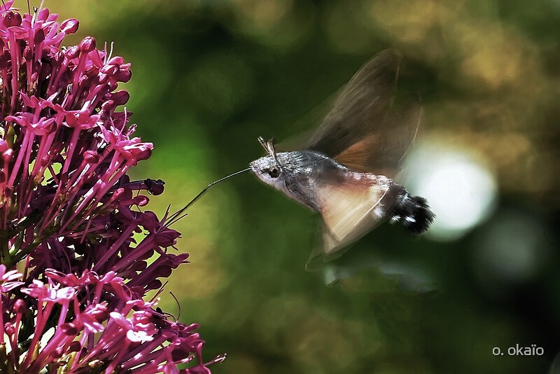 "New Finition r1613/ THE BEST Beautiful Photos THE SPHINX (butterfly ...