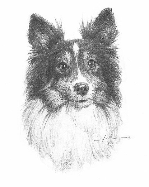 "sheltie drawing" by mike theuer | Redbubble