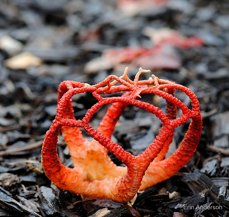 "Red Cage Fungus" by Erin Anderson | Redbubble