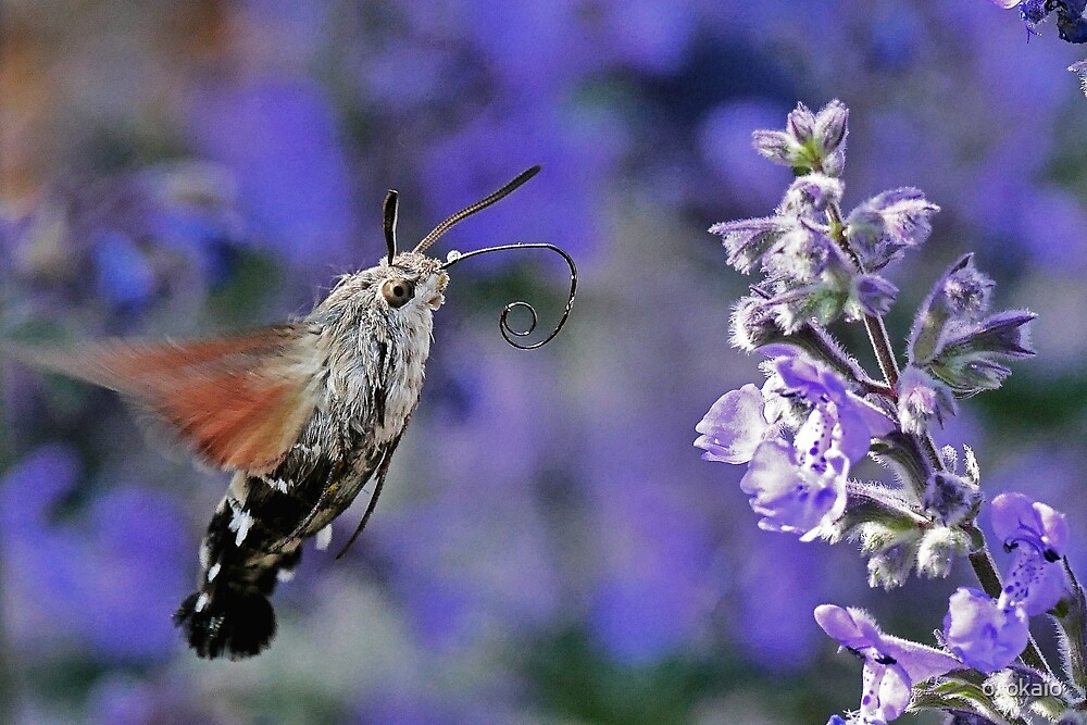 "New Finition r1602/ Most Beautiful Photos BIG Best THE SPHINX ...