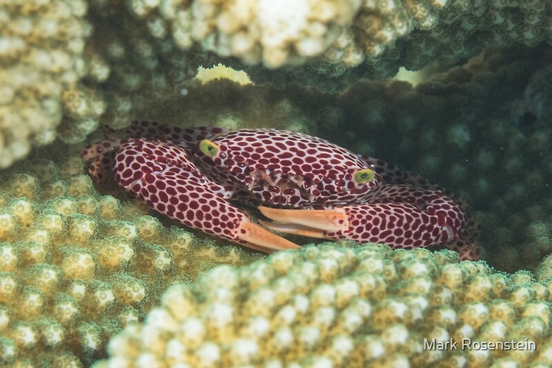 "Red-spotted Guard Crab" by Mark Rosenstein | Redbubble