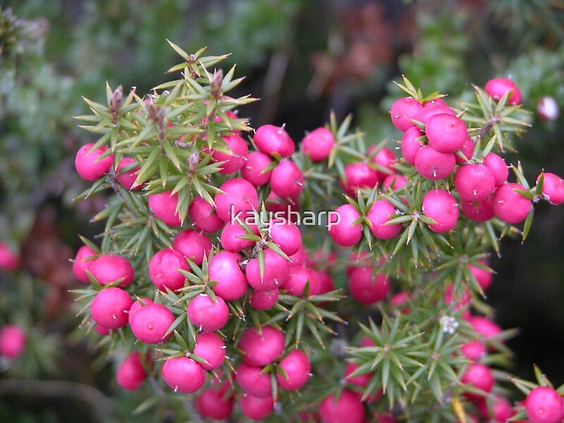 "Pink Mountain Berries, Cradle Mountain, Tasmania, Australia." by ...