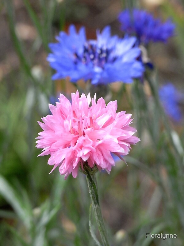 "cornflower pink" by Floralynne | Redbubble