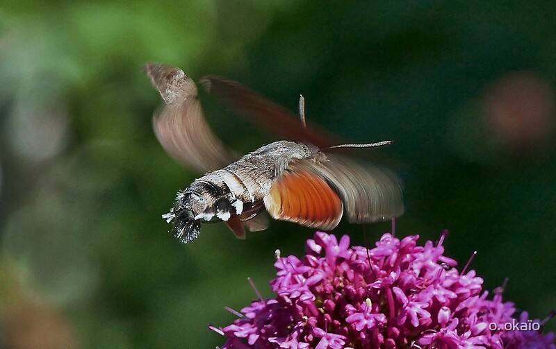 "New finition r1574/ Most Beautiful Photos THE SPHINX (butterfly) Never ...