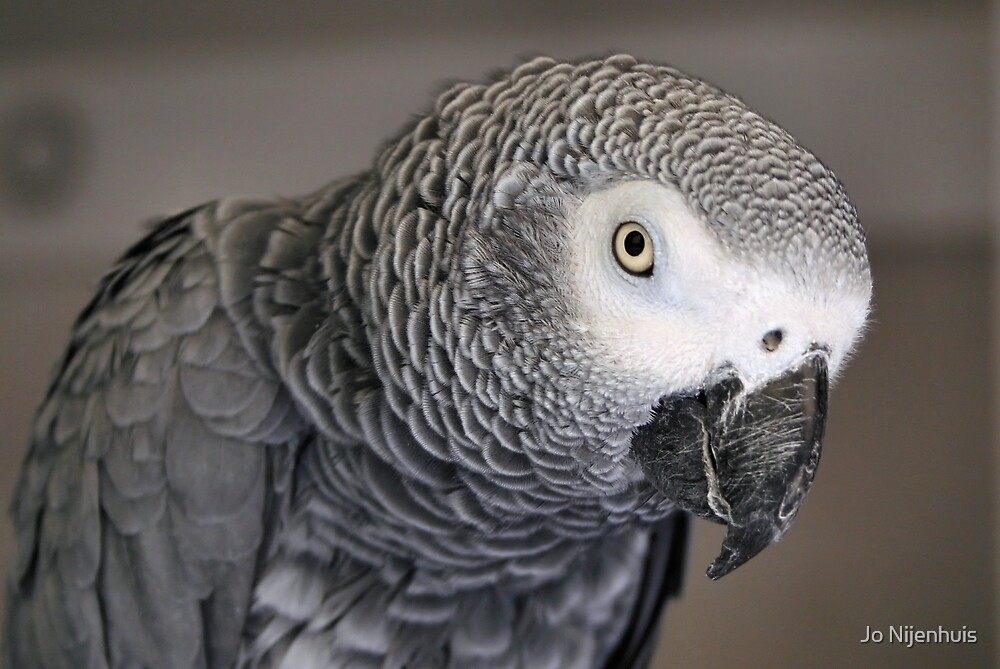 "Hello Jakko" by Jo Nijenhuis | Redbubble