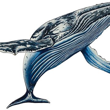 Fotodruck for Sale mit "Buckelwal" von Alex Hall | Redbubble