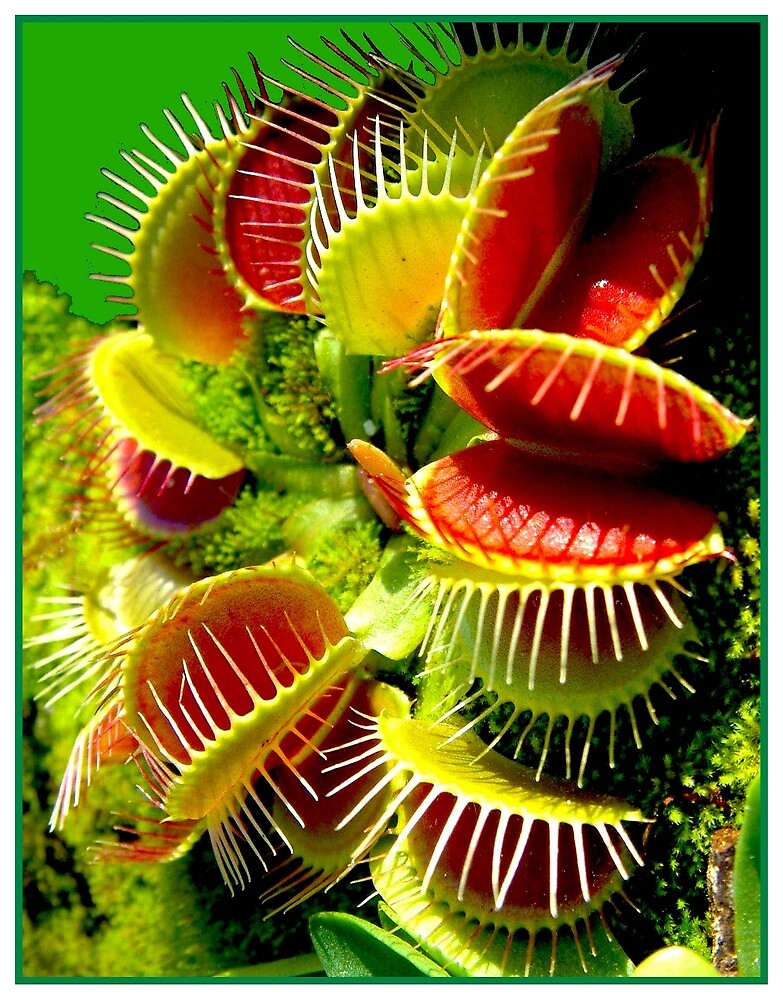 ""VENUS FLY TRAP" Flowered Poster Print" by posterbobs | Redbubble