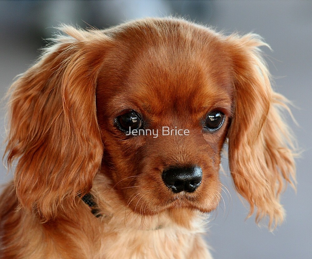 "A Ruby Cavalier Puppy" by Jenny Brice | Redbubble