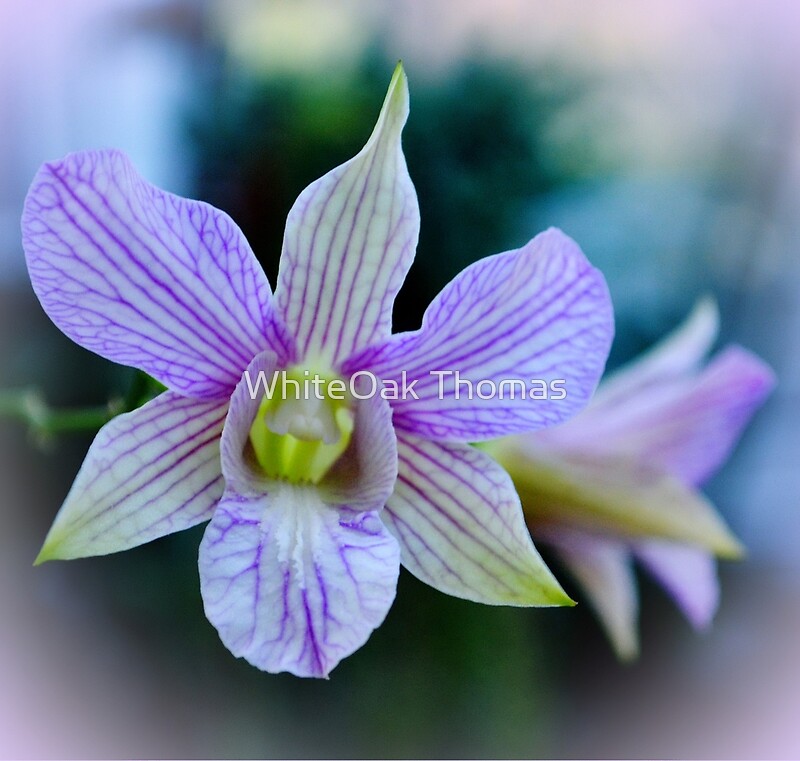 "Hello Darling" by WhiteOak Thomas | Redbubble