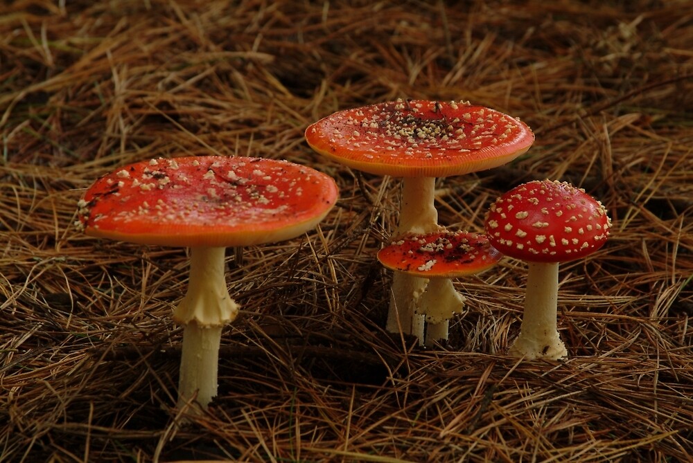 "Joe Mortelliti Gallery - Red toadstools, near Hopetoun Falls, Otways ...