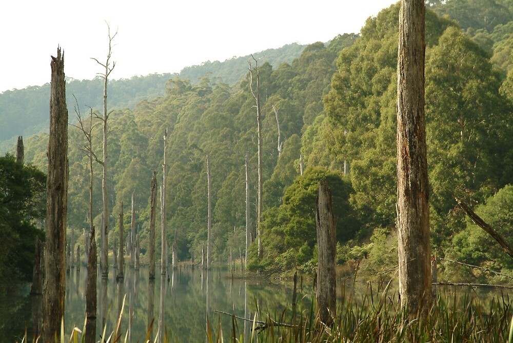 "Joe Mortelliti Gallery - Lake Elizabeth, near Forrest, Otways Forest ...