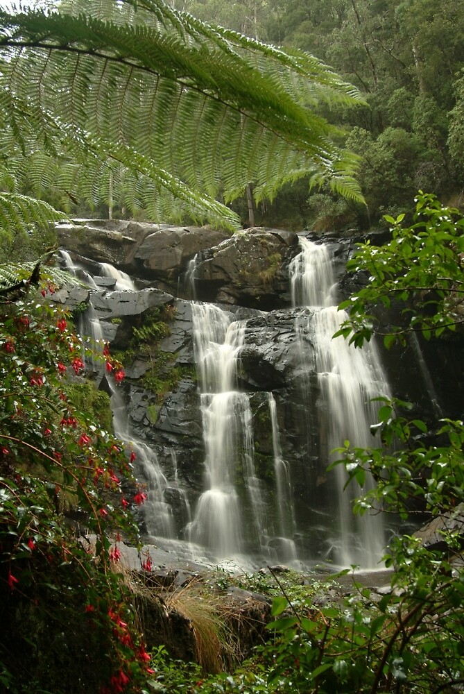 "Joe Mortelliti Gallery - Stephenson's Falls, near Forrest, Otways ...