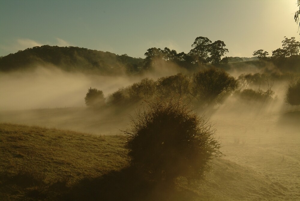 "Joe Mortelliti Gallery - Morning fog at Forrest, Otways Forest ...