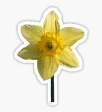 Daffodil: Stickers | Redbubble