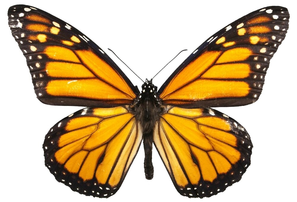 "Monarch Butterfly" by herizon | Redbubble