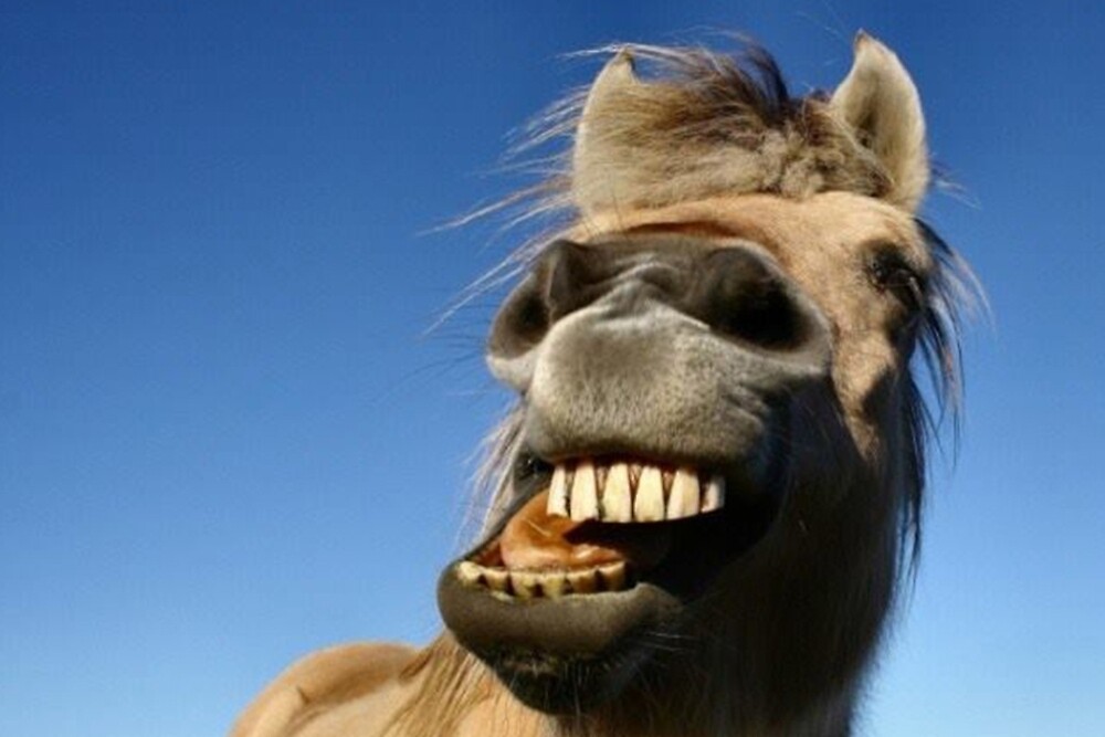 "Horsey Smile" by griffingphoto | Redbubble