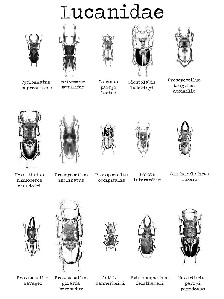 "Lucanidae" by Rurisk | Redbubble
