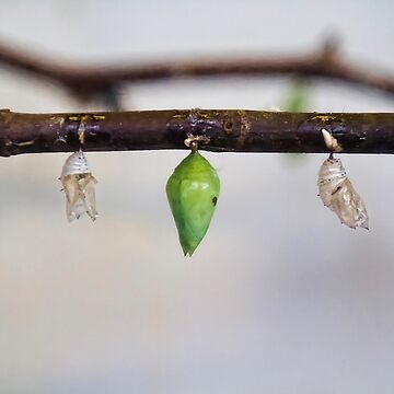 "Born Again - Butterflies" Greeting Card for Sale by Mark Liebenberg ...