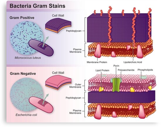 "Gram Positive vs Gram Negative Bacteria" Canvas Prints by ...