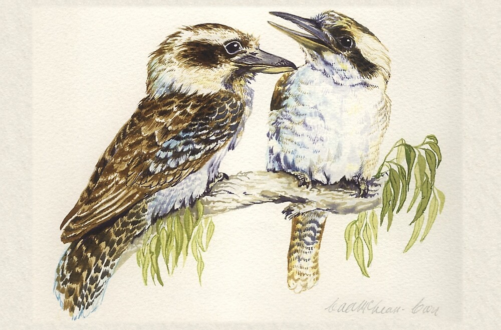 "Kookaburras" by Carol McLean-Carr | Redbubble