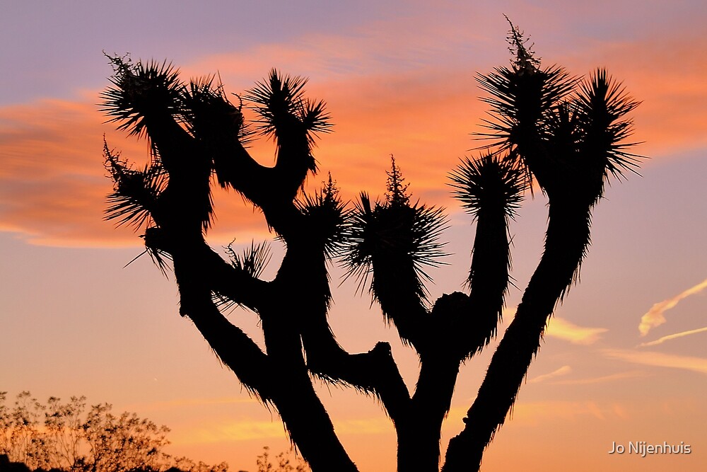 "Joshua Tree Sunset" by Jo Nijenhuis | Redbubble