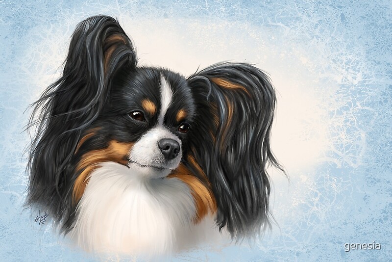 "Tri Color Papillon Portrait "Sky"" by genesia | Redbubble