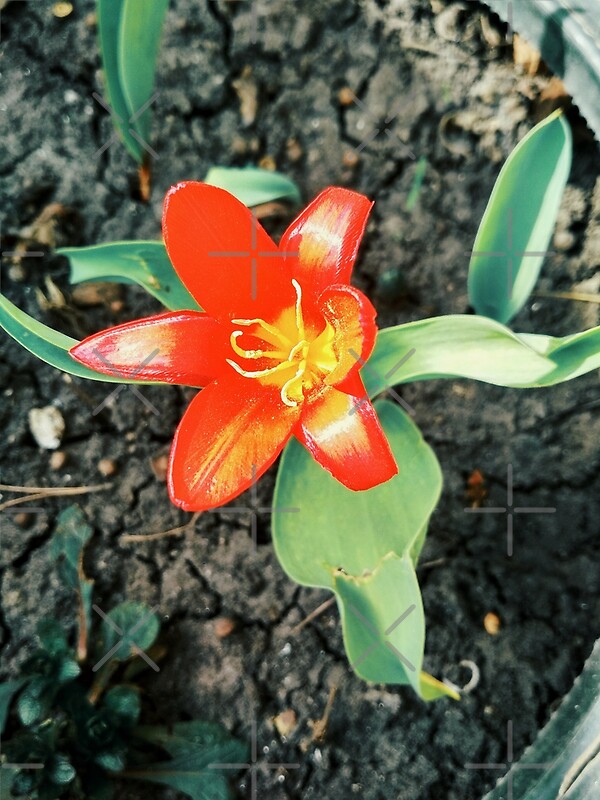 "Red beautiful tiger lily in full blossom, natural background " by ...
