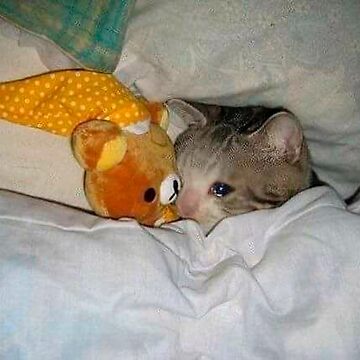 "Sad cat with teddy meme" iPad Case & Skin by valwerty | Redbubble