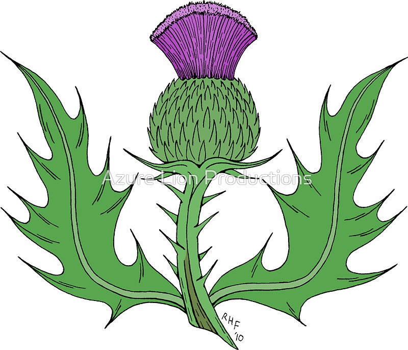 Scottish Thistle: Stickers | Redbubble