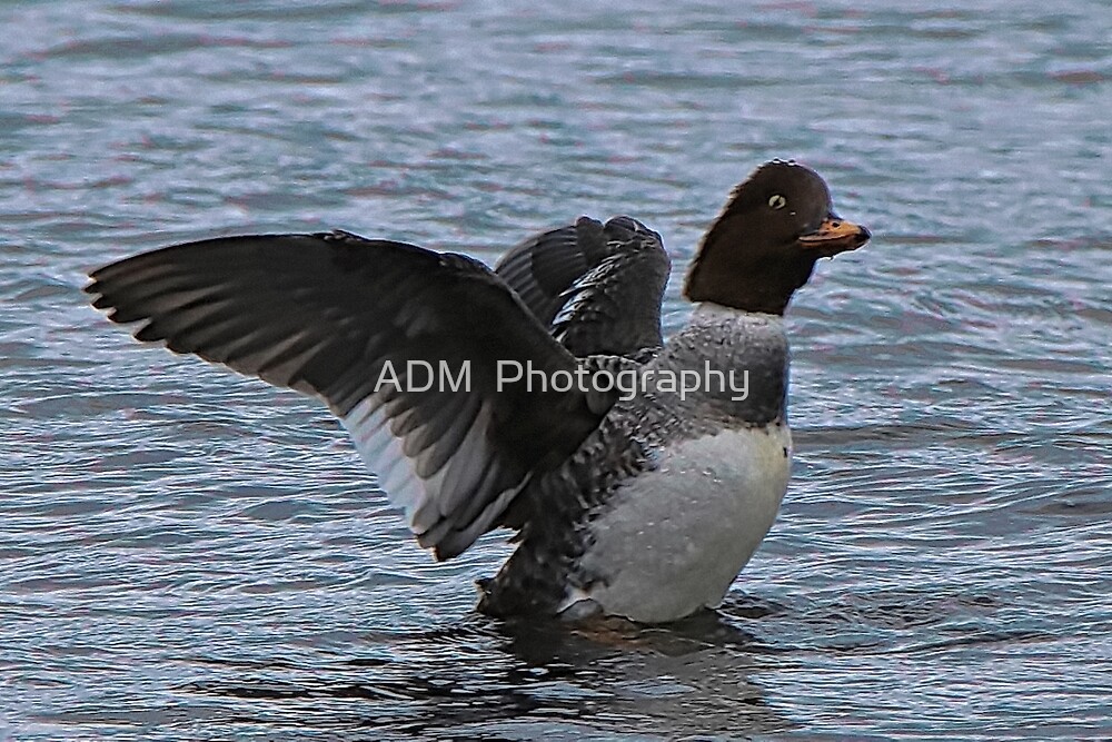 "Sea Duck Stretching" by ADM Photography | Redbubble