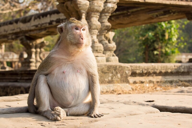 "A Very Fat Monkey" by RKClarke | Redbubble