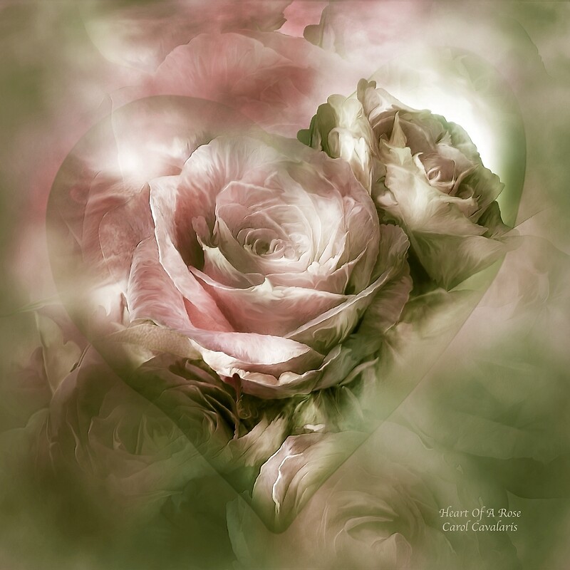 "Heart Of A Rose - Antique Pink" by Carol Cavalaris | Redbubble
