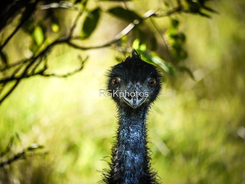 "Hallo, I am Mr Emu, from Australia" by RGKphotos | Redbubble
