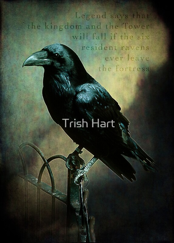 "Tower of London raven" by Trish Hart | Redbubble