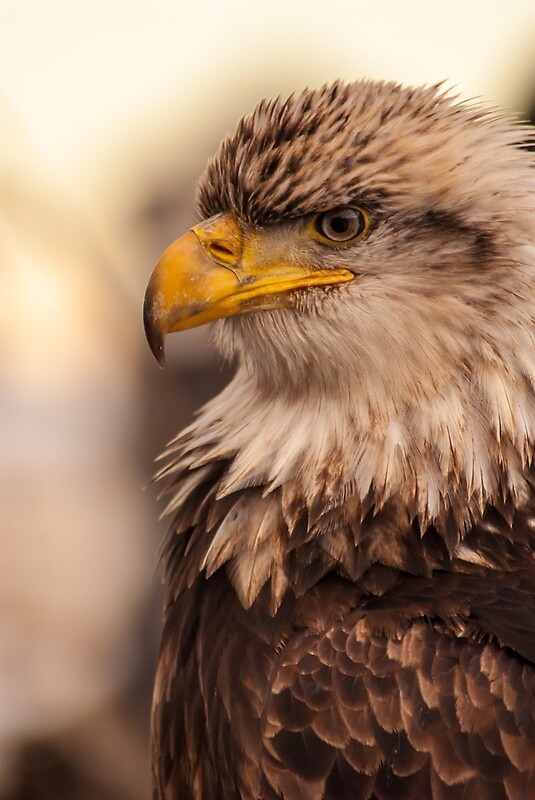 "Eagle Smile" by Carl Chapman | Redbubble