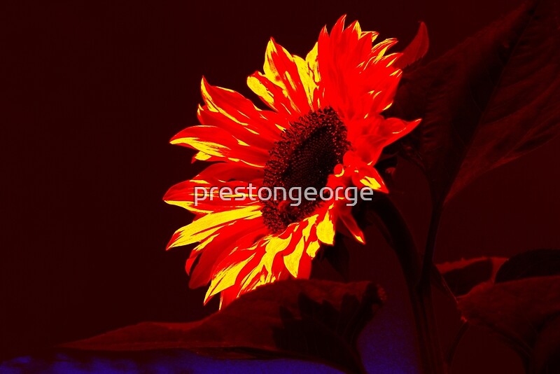 "Burning Sunflower, Red." by prestongeorge | Redbubble