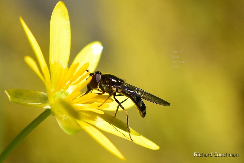 " "On A Bright Celadine Sun "" by Richard Couchman | Redbubble