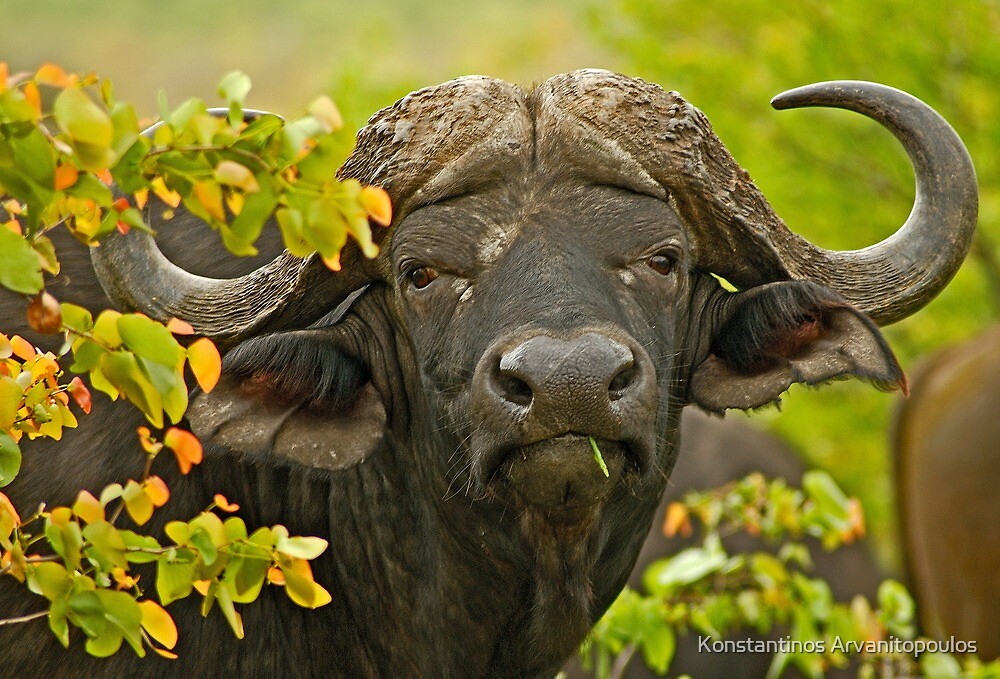 "African Buffalo (Syncerus caffer)" by Konstantinos Arvanitopoulos ...