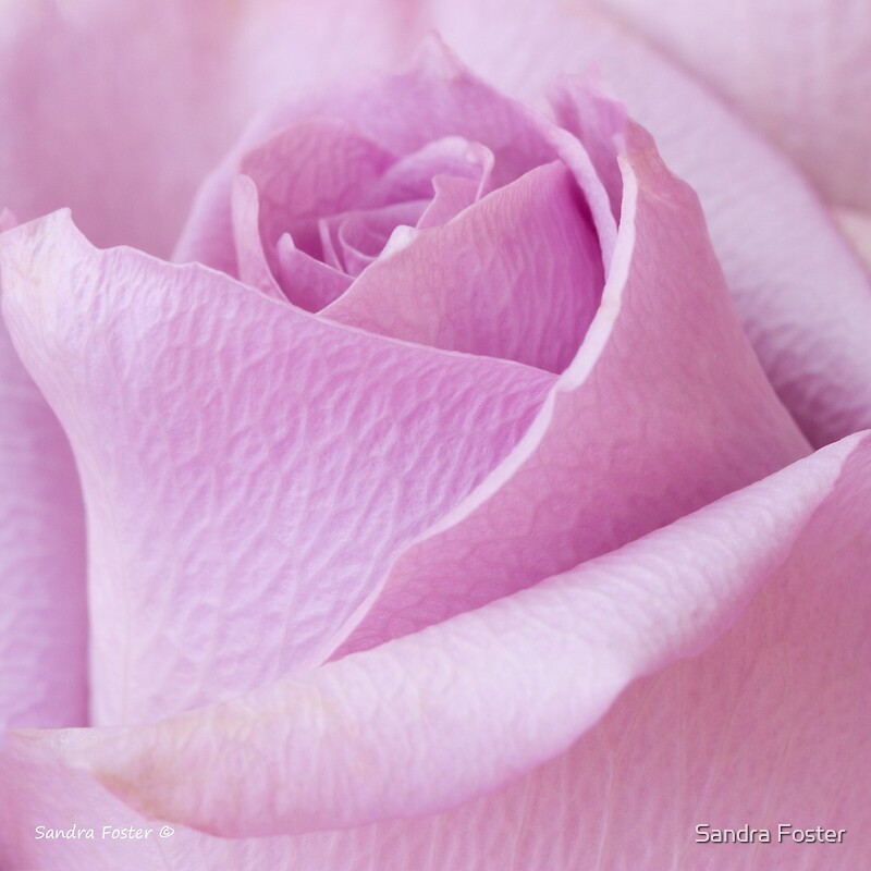 "Delicate Lavender Rose Macro" by Sandra Foster | Redbubble